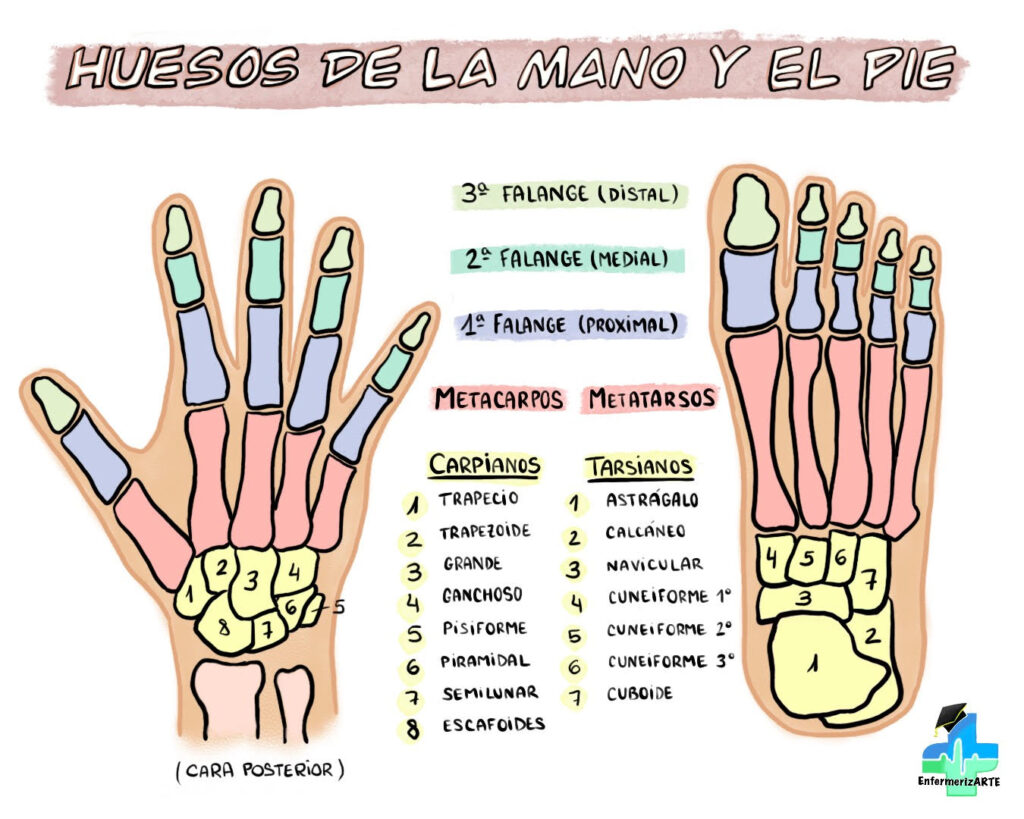 ¿Repasamos anatomía? Huesos de la mano y del pie - On-enfermería